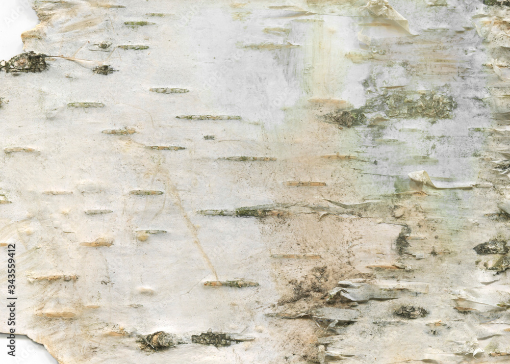 Natural wood texture background with raw birch textures for forestry ...