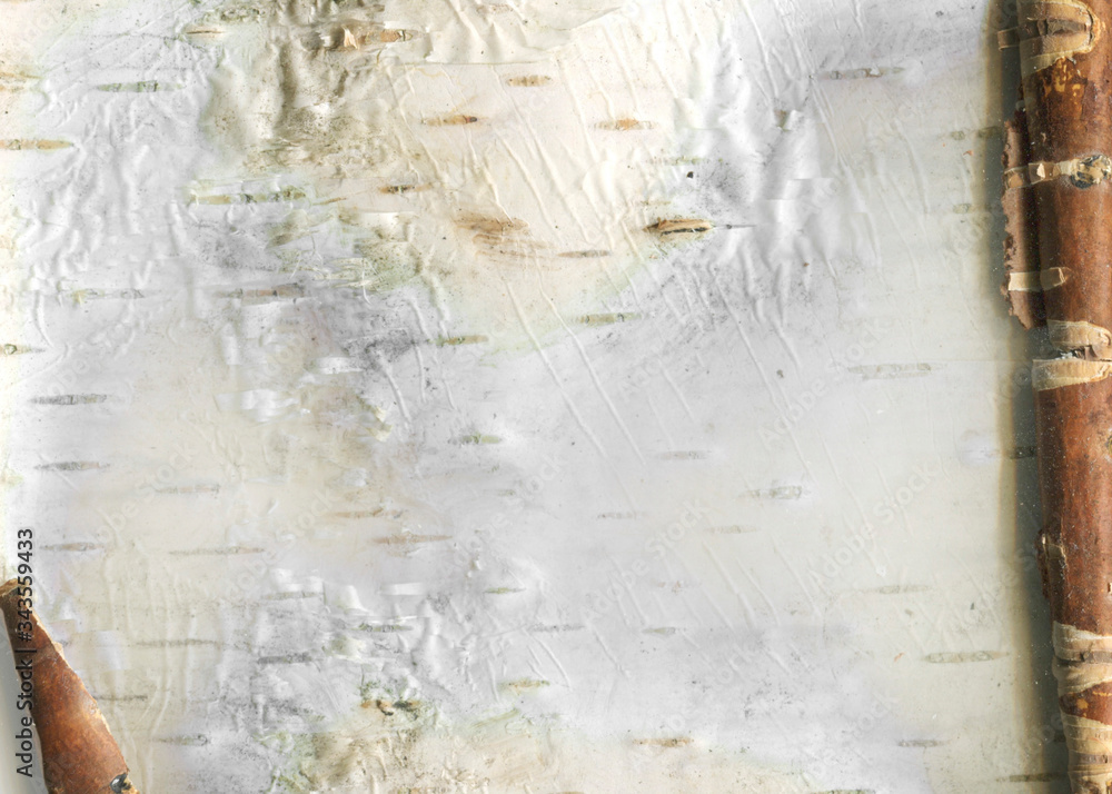 Natural wood texture background with raw birch textures for forestry ...