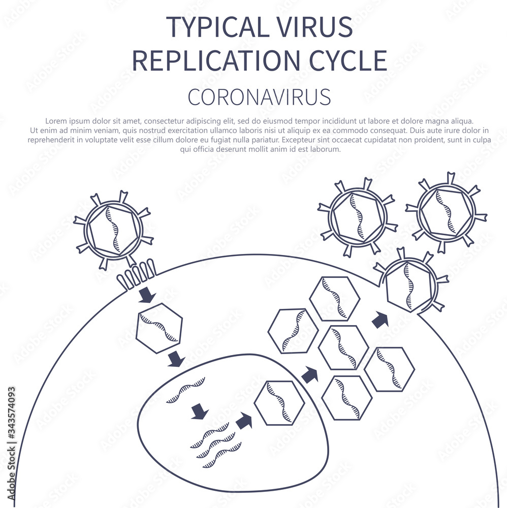 Typical virus replication cycle. Coronavirus 2019-nCoV infographic ...