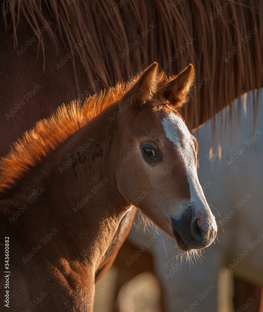 Cute chestnut foal horse backlit with wide blaze facial marking on baby ...