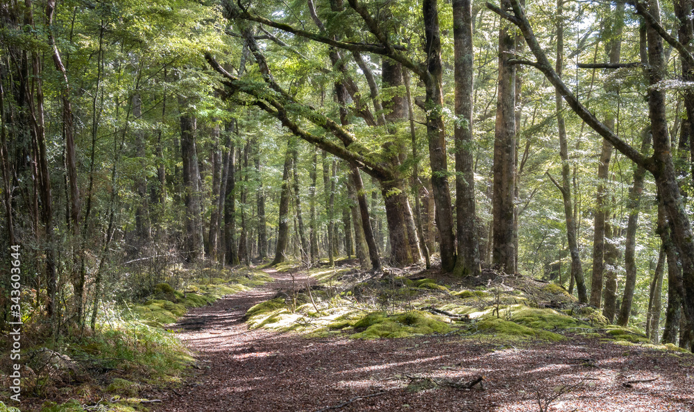 Ancient mystical forest with path leading through it. Kepler Track ...