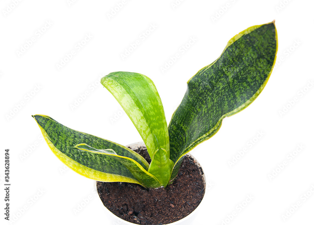 Potted snake plant Dracaena trifasciata isolated on a light background ...