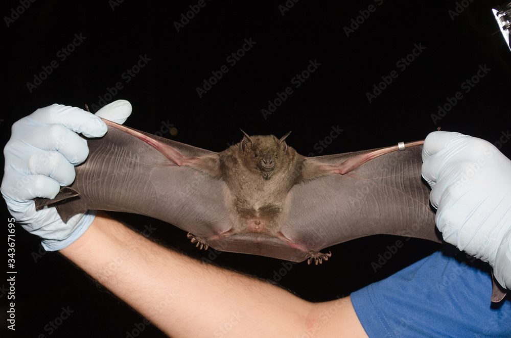 Brazilian bat handle with care. the greater spear-nosed bat is a bat ...