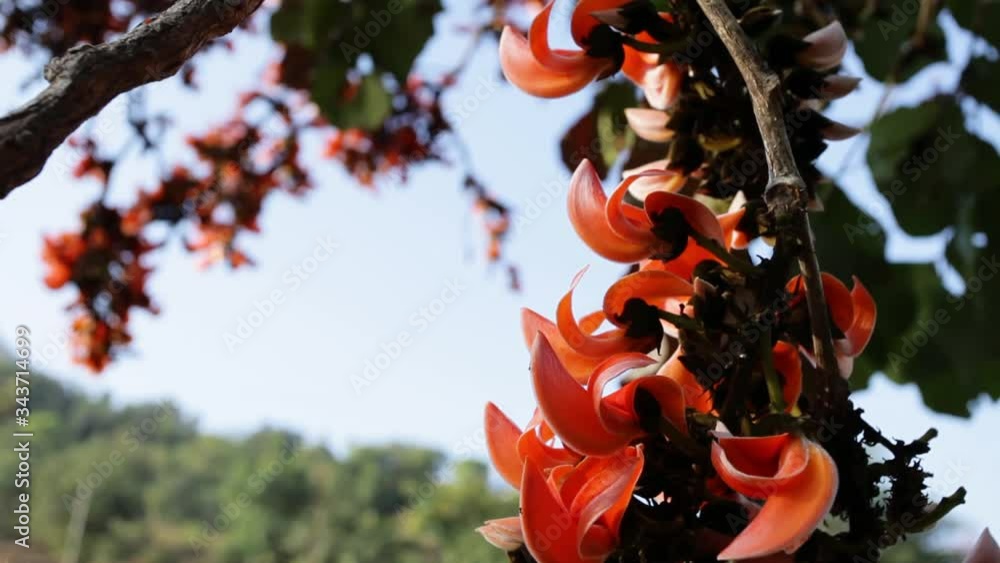Flowers on flame of the forest or Palash tree look like the beak of a ...