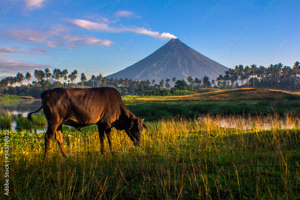 Mayon Volcano rice field with Cow in Legazpi City Albay Philippines ...