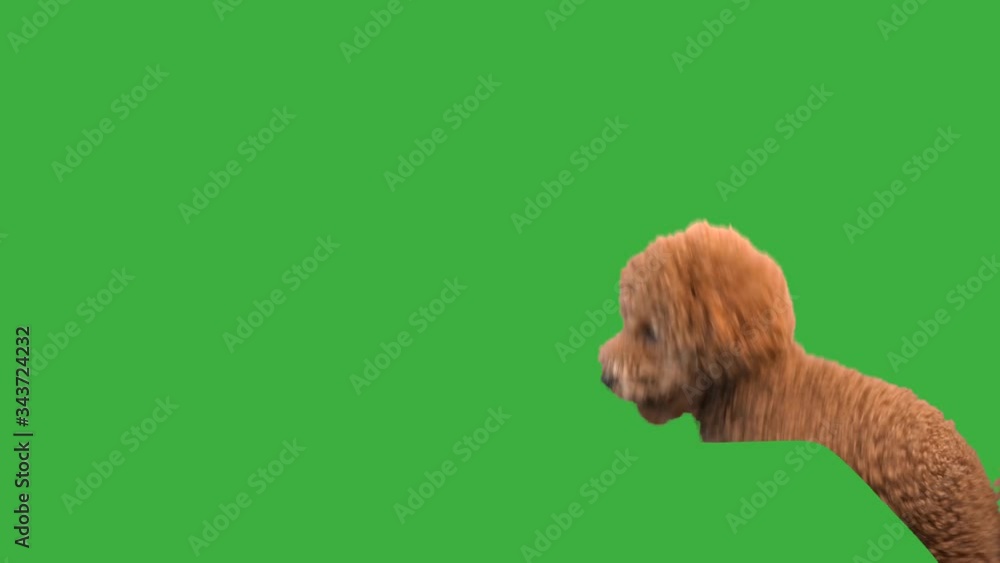 Red Poodle Puppy Close Up With Green Screen Background, Chromakey ...