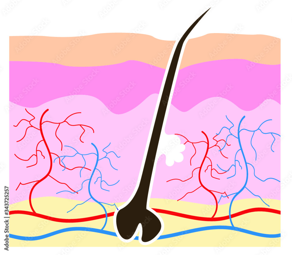 Layers of Human Skin Anatomy 2D Stock Vector | Adobe Stock