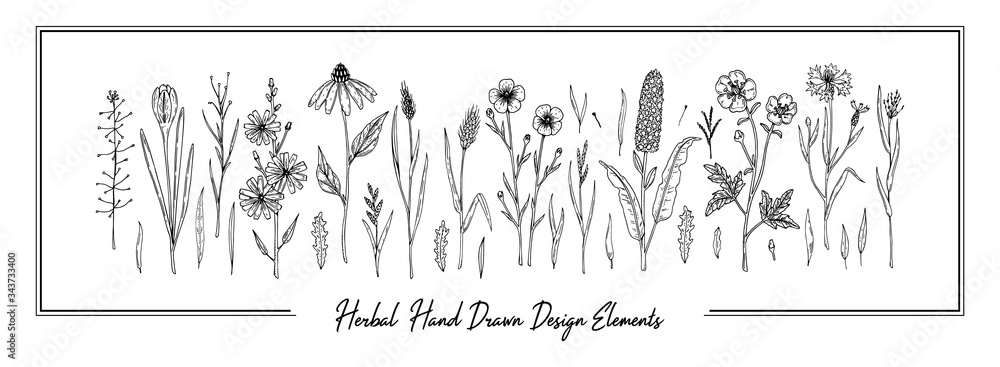 Set of hand drawn meadow flowers isolated on white. Vector illustration ...