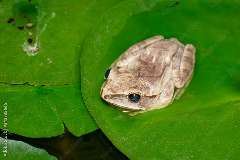 Image of Common tree frog, four-lined tree frog, golden tree frog ...