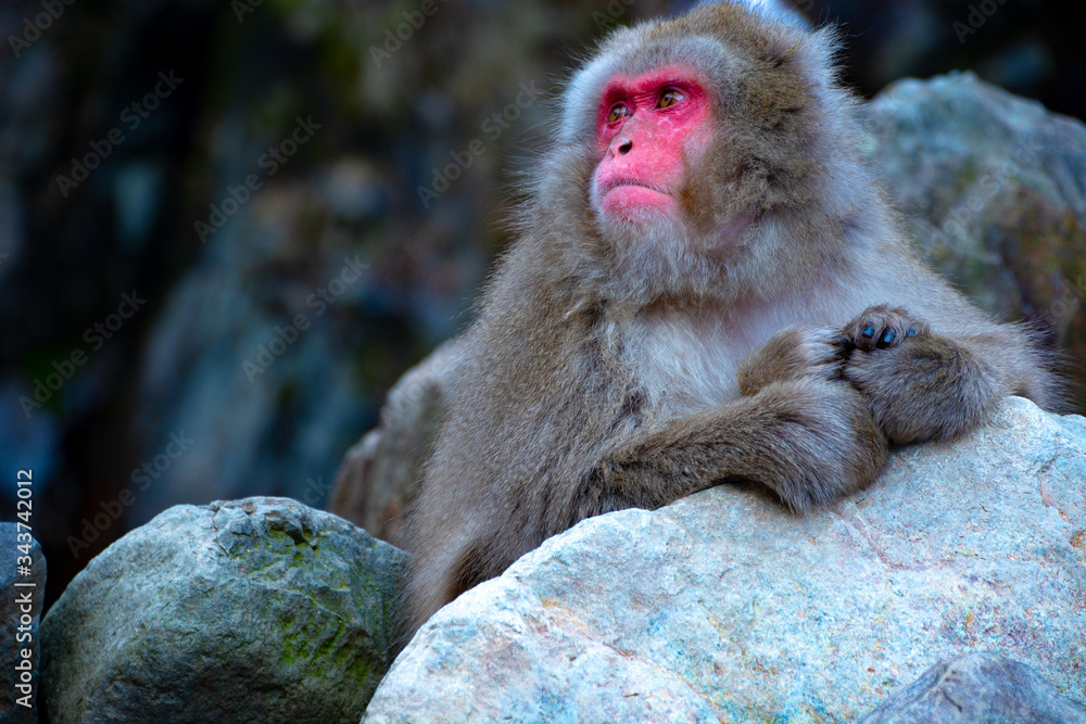 Japan makak Stock Photo | Adobe Stock