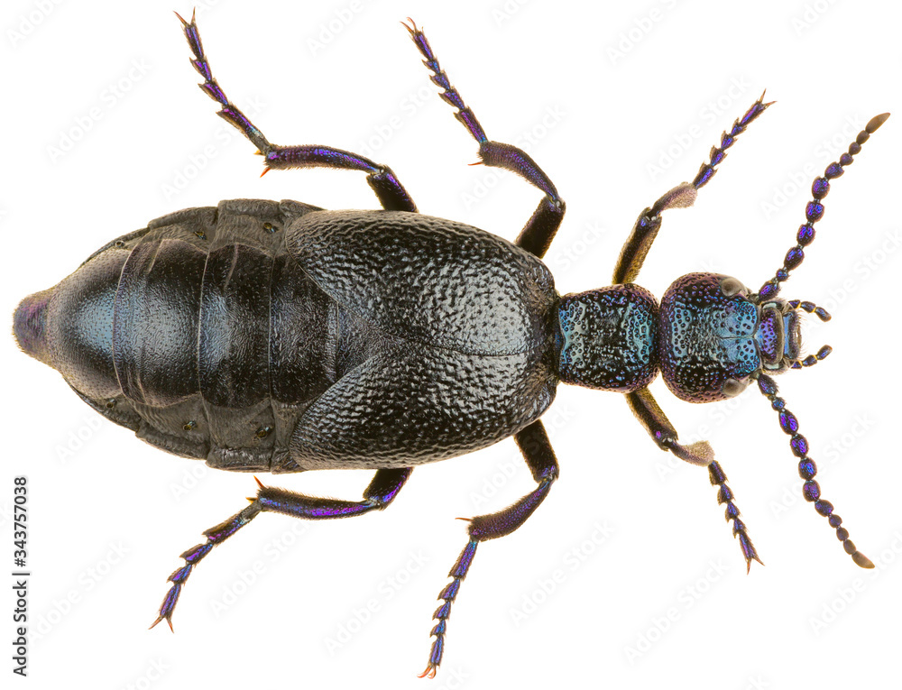 Meloe proscarabaeus is a European oil beetle in the family Meloidae ...