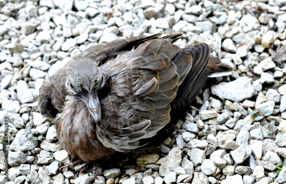 Cute little spotted dove or mountain dove or pearl-necked dove or lace ...
