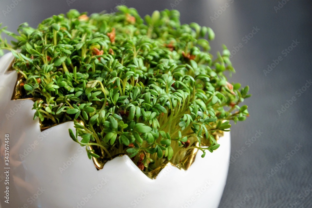 Cress (Lepidium sativum), sometimes called garden cress, curly cress ...