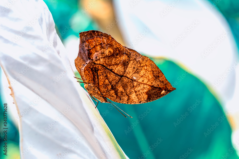 Dead leaf butterfly , Kallima inachus, aka Indian leafwing, standing ...