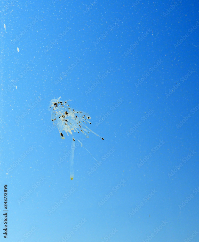 bird poop on balcony glass, bird poop on glass, Stock Photo | Adobe Stock
