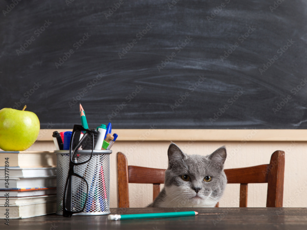 Grey cat sits at a table with books and notebooks, studying at home ...