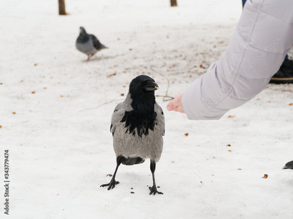 A girl feeds a crow with her hands. Crow eats food from the hands ...