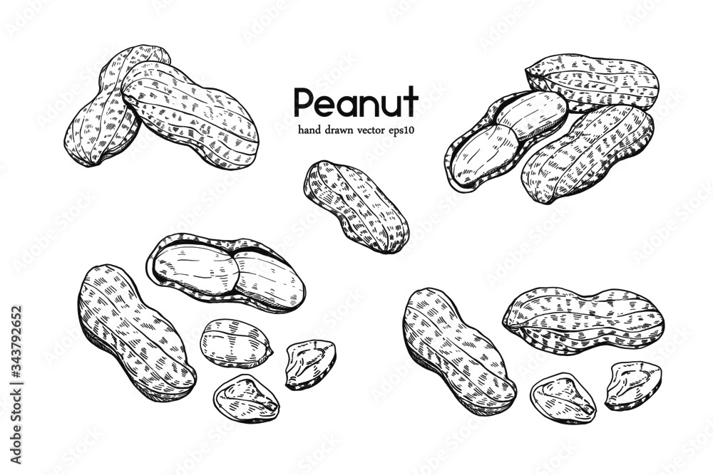 Illustration hand drawn sketch, Set Peanuts on white background ...