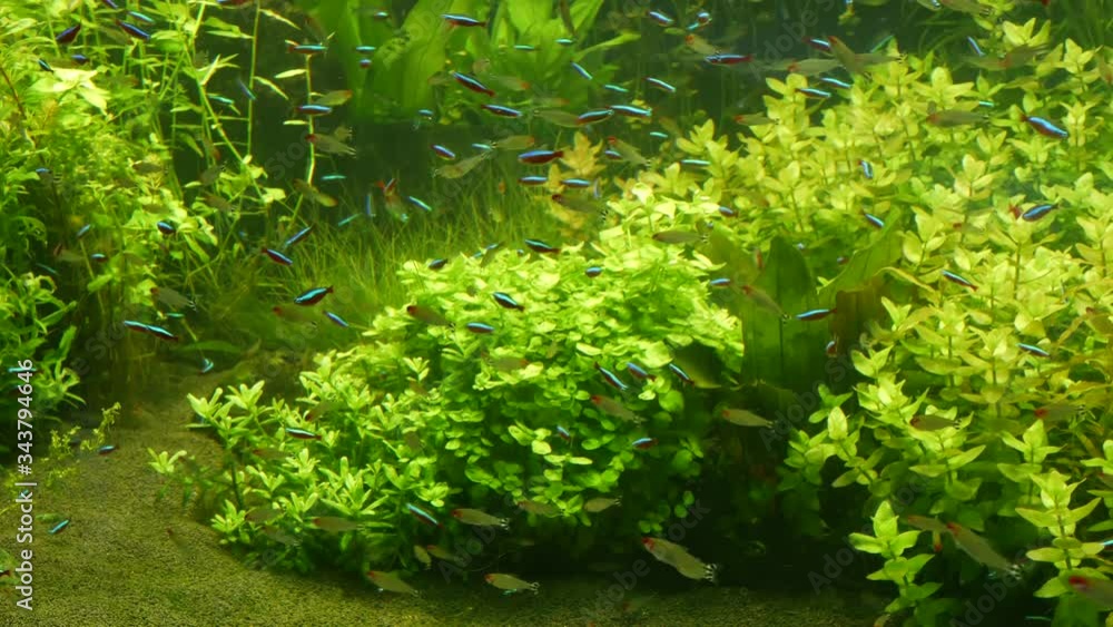 Colorful vivid fluorescent small fishes glow in river fresh water ...