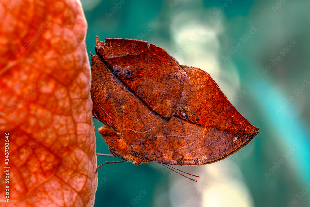Dead leaf butterfly , Kallima inachus, aka Indian leafwing, standing ...