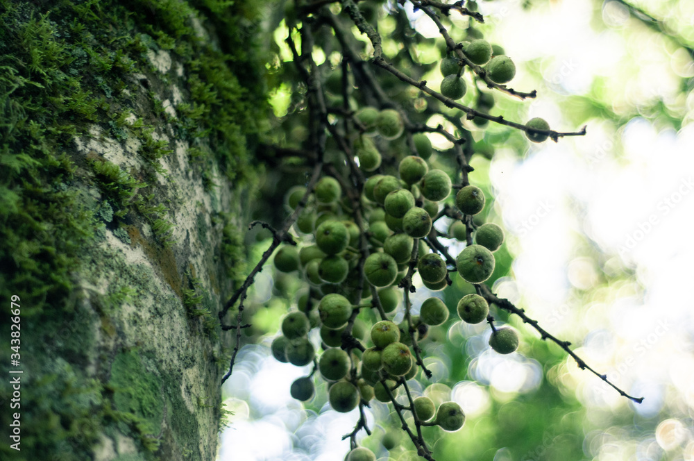 Rainforest wild pepper plant on a tree, Kakamega rain forest, Kenya ...