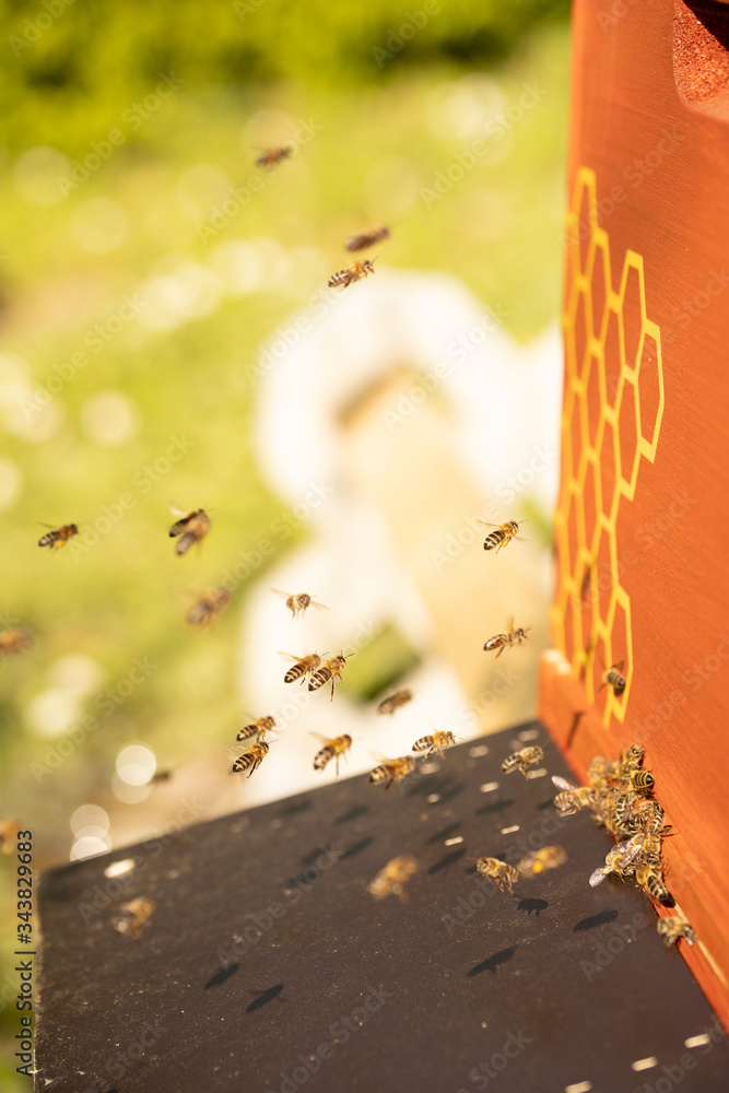 Bienenbeute von Honigbienen mit Flugbrett und vielen Bienen im Flug bei ...