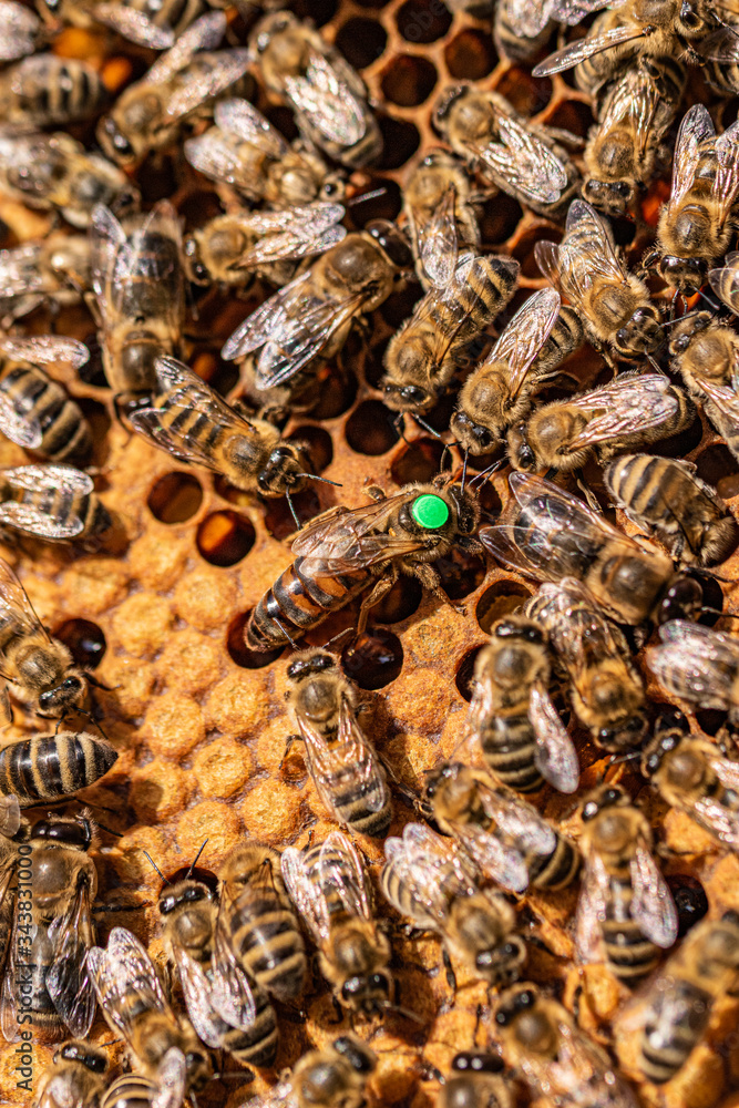 Markierte Bienenkönigin mit Drohne und Arbeitsbienen auf Waben einer ...