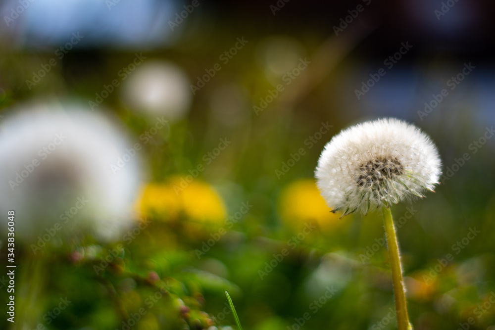 Pusteblume Stock Photo | Adobe Stock