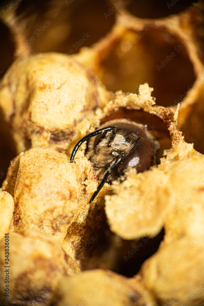 Drohne beim Schlüpfen auf einer Wabe mit Drohnenbrut im Bienenstock von ...