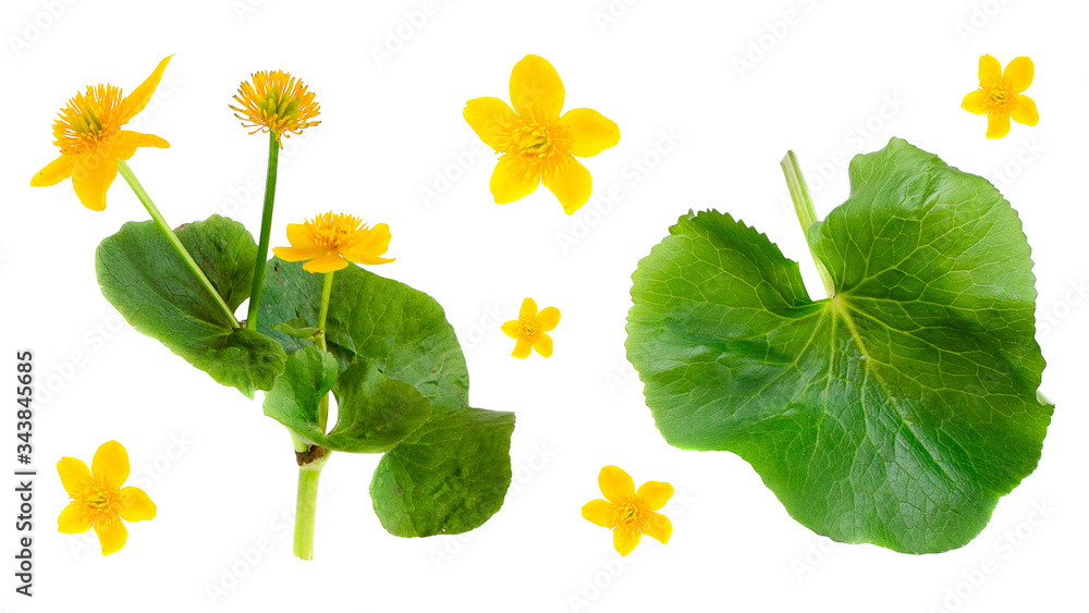 Caltha palustris. Set of the first spring flowers. Marsh marigold wild ...