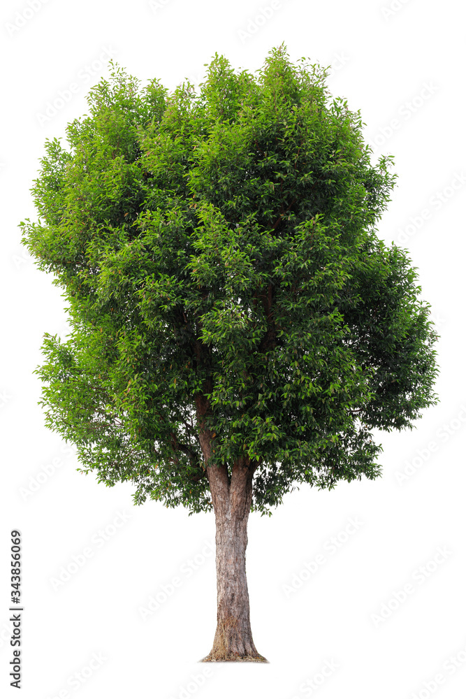 Photo & Art Print Cutout tree for use as a raw material for editing ...