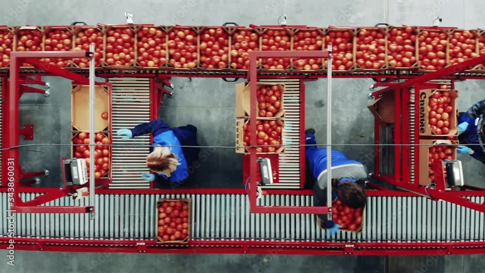 Agriculturists are sorting and moving tomatoes along the conveyor ...