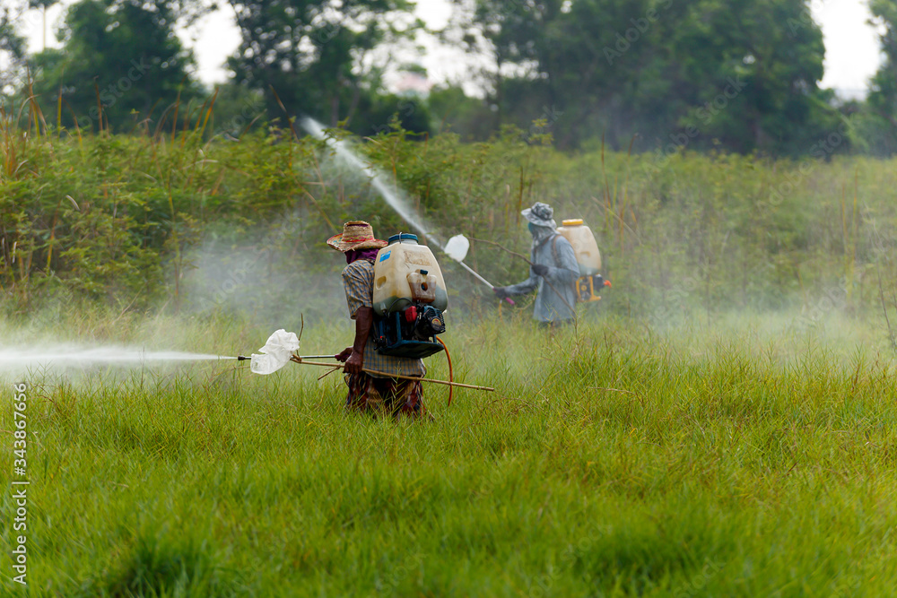 farmers are using the sprayer. Spraying herbicides in the rice fields ...