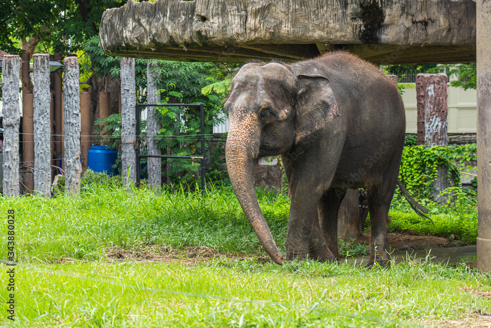 Elephant is the national animal of Thailand walking to show tourists in ...
