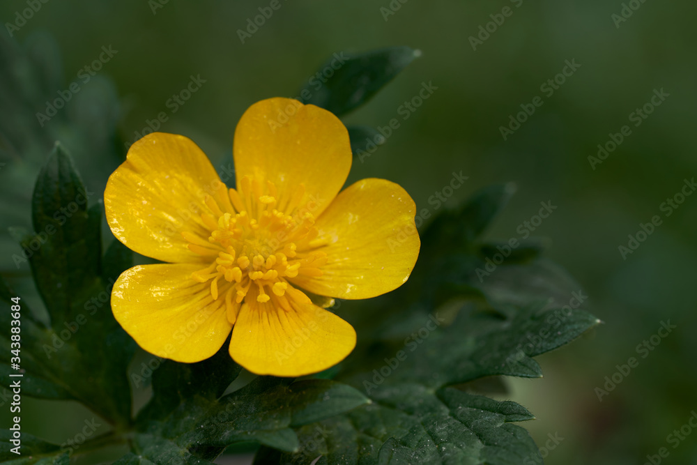 Wild flowering plant Ranunculus repens in the park. Known as Creeping ...