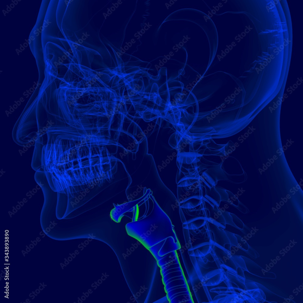 3D Illustration Human Respiratory System Anatomy (LARYNX) Stock ...