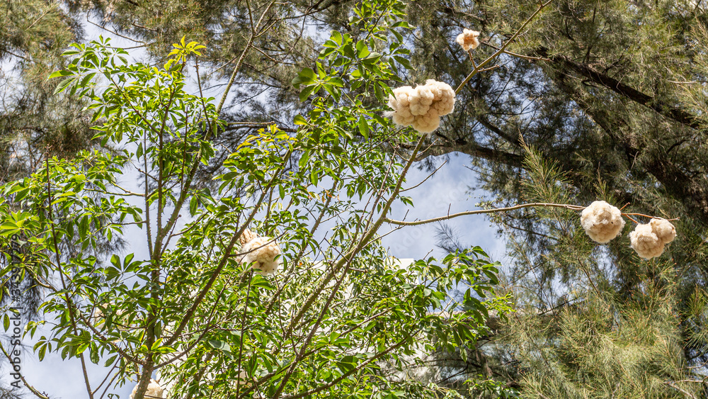 Branches with their green leaves of the Kapok tree with the cotton-like ...