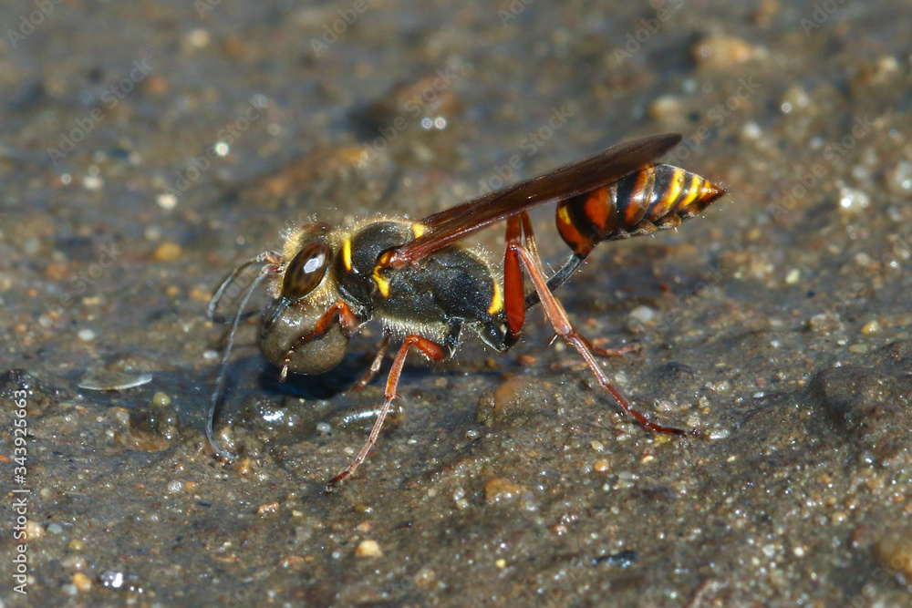 Sceliphron curvatum, mud-dauber invasive wasp is make mud ball for nest ...