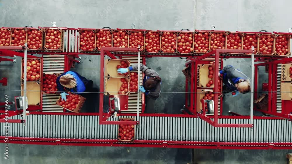 Female employees are sorting tomatoes next to the conveyor. Packaging ...