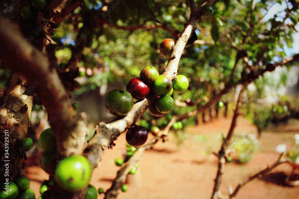 Jaboticaba tree with the same on the trunk Stock Photo | Adobe Stock