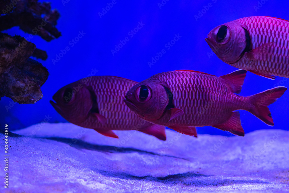 Nice squirrel fish in salt water sea aquarium with blue background ...