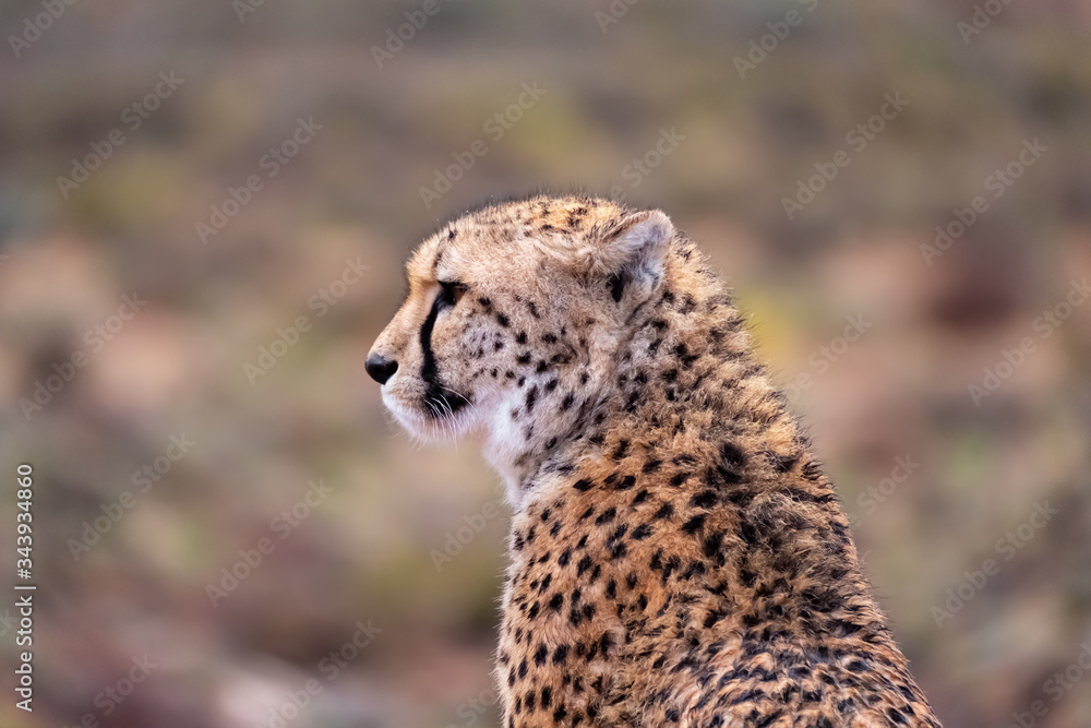 Cheetah Face Side
