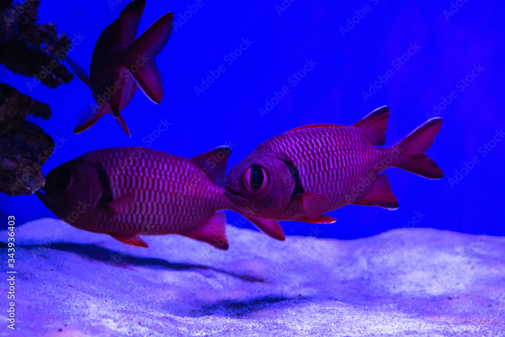 Nice squirrel fish in salt water sea aquarium with blue background ...