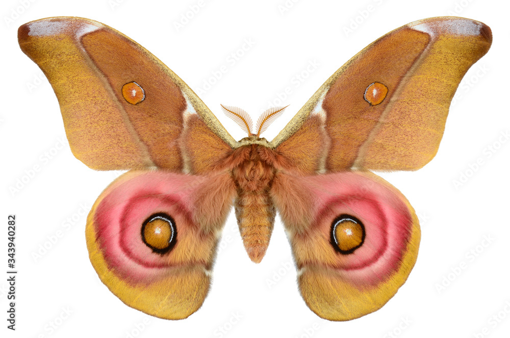 Huge Pink Madagascar Bulls Eye Moth (Antherina suraka, male) isolated ...