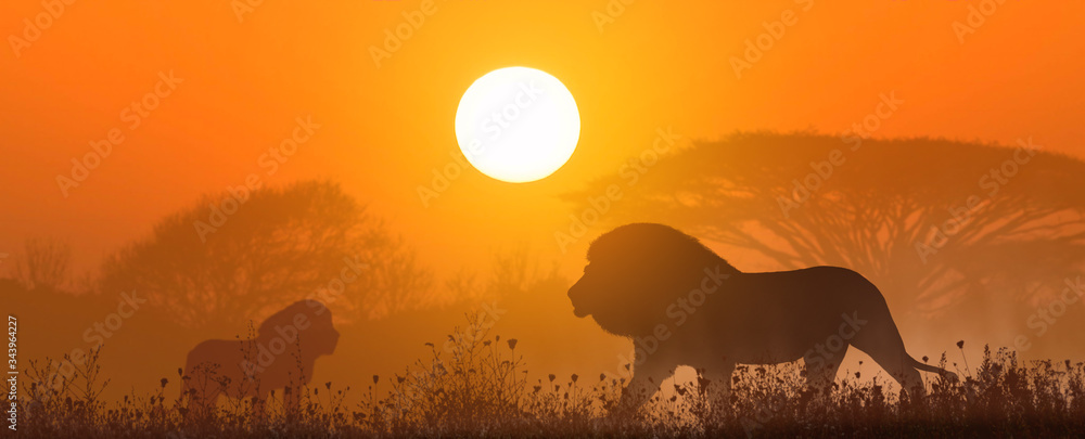 African Sunset With Lion