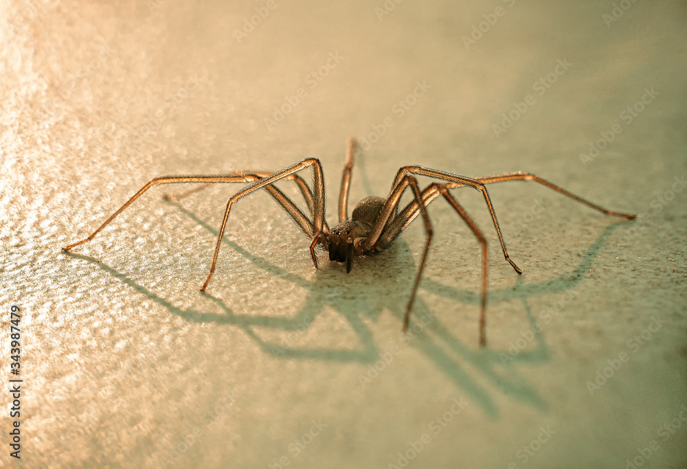 Foto de Transparent spider in the sunset light from the sun, with long ...