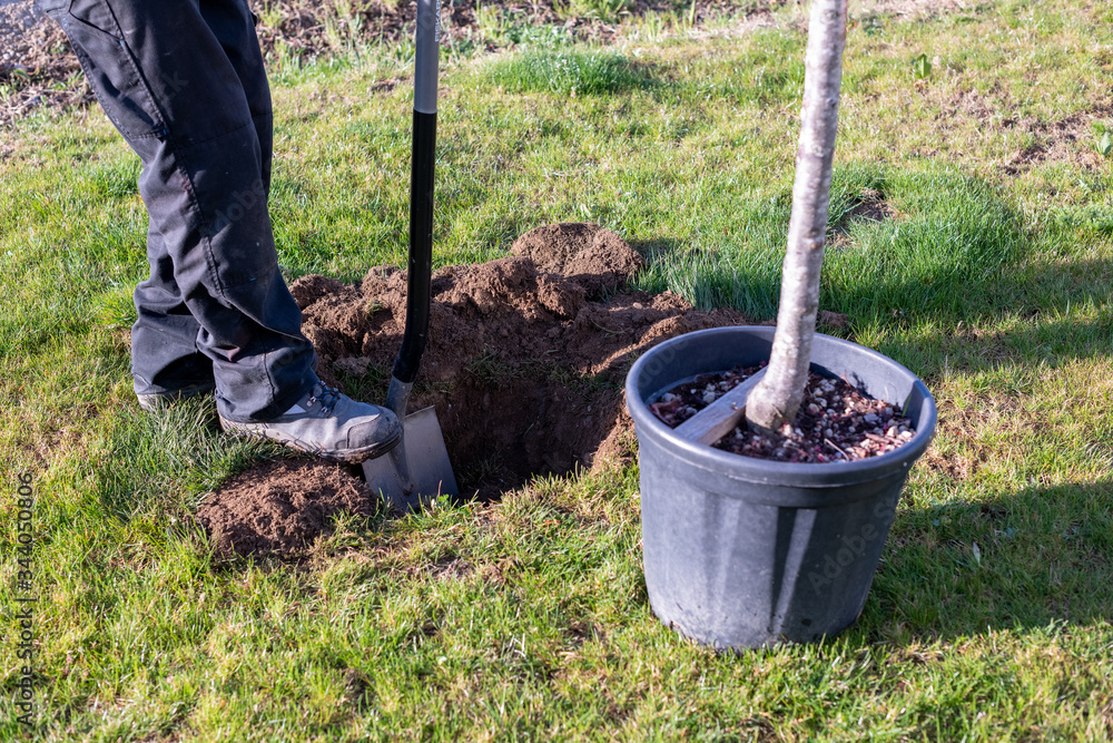 Gärtner hebt ein Loch aus, um einen neuen Baum zu verpflanzen Stock ...