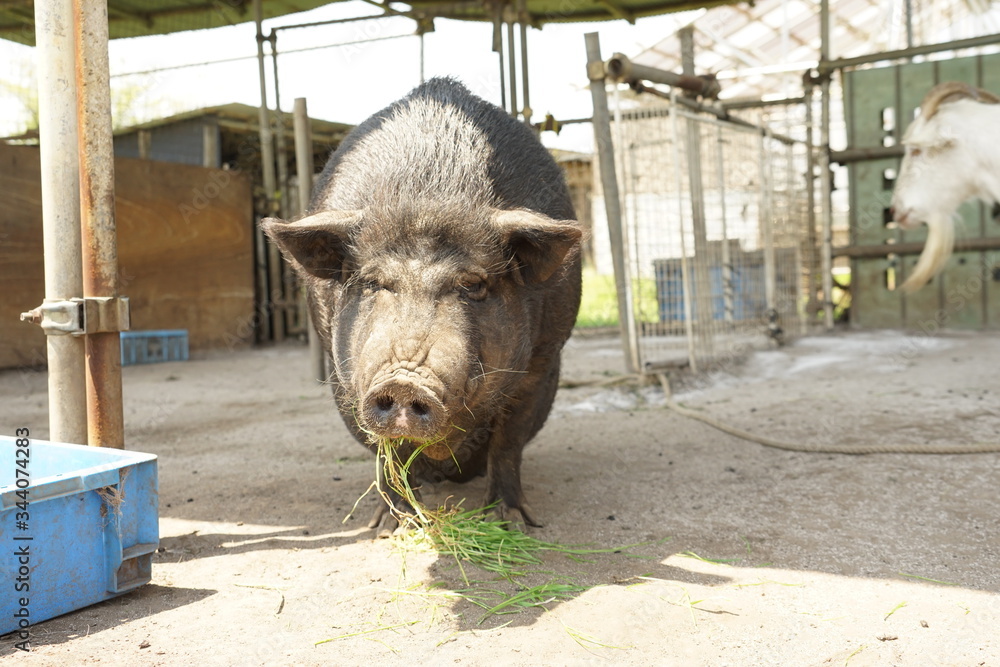 Foto de ブタ do Stock | Adobe Stock