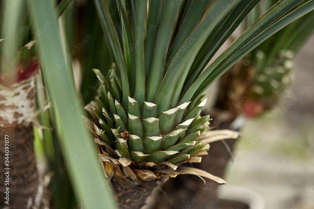 Yucca. Shearing a yucca in the garden with pruners. The gardener ...