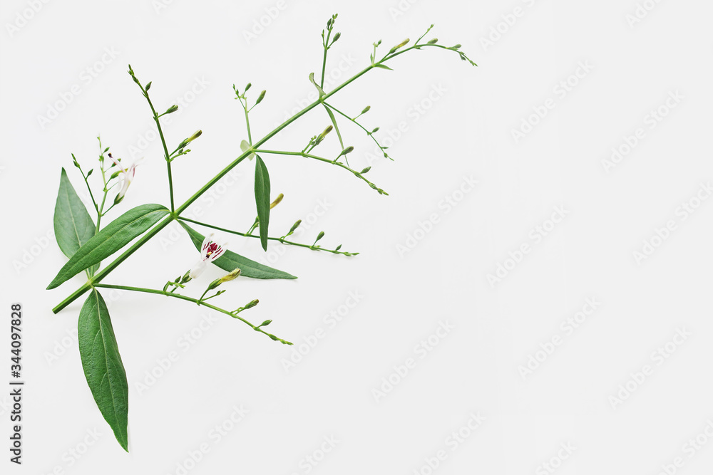 Close-up of traditional herbal medicine plant Kariyat or green chireta ...